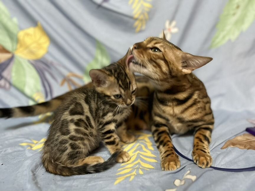 Бенгальская