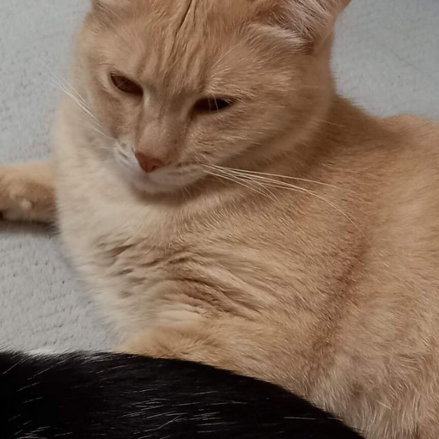 Потерялась кошечка