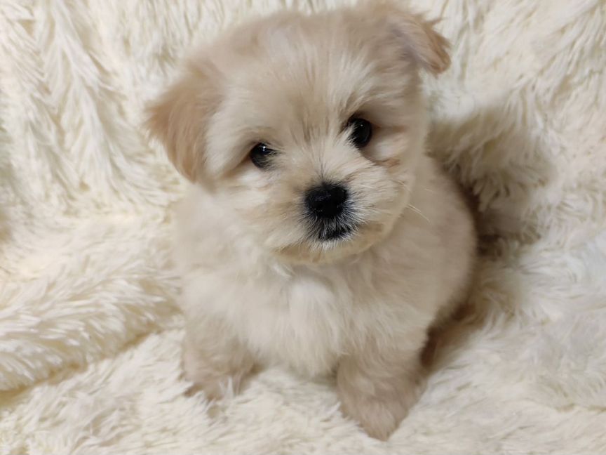 Щенки мальтипу