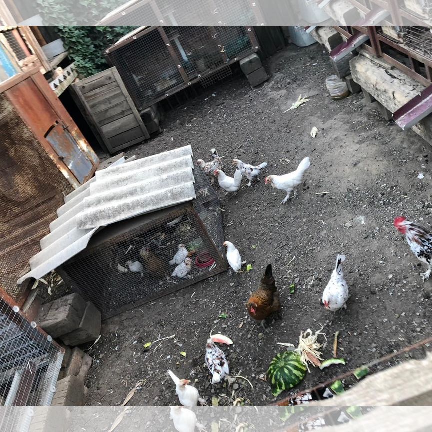 Карликовые куры, бентамка