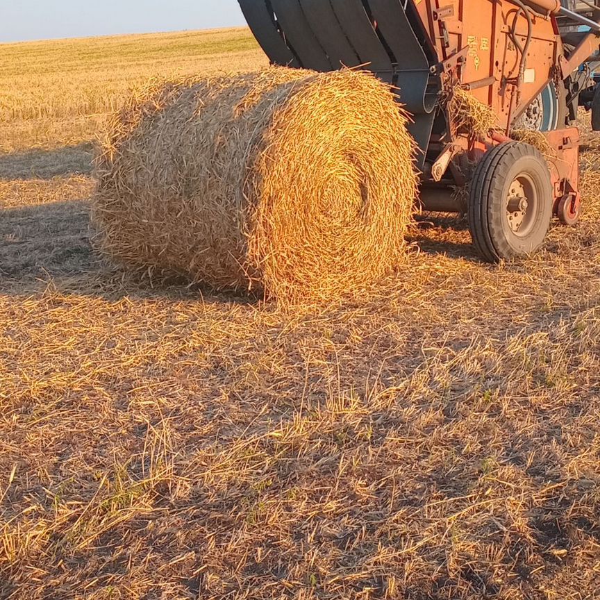 Солома пшеничная