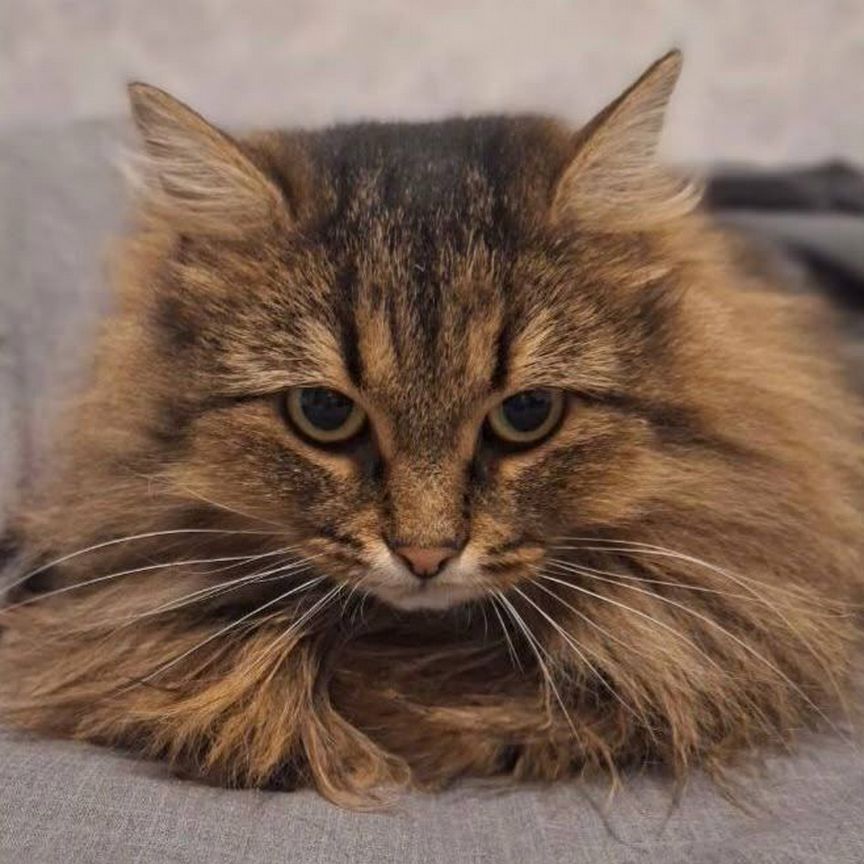 Сибирская, взрослая кошка