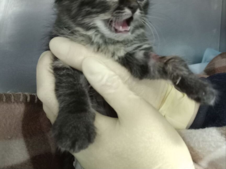 Отдам котенка