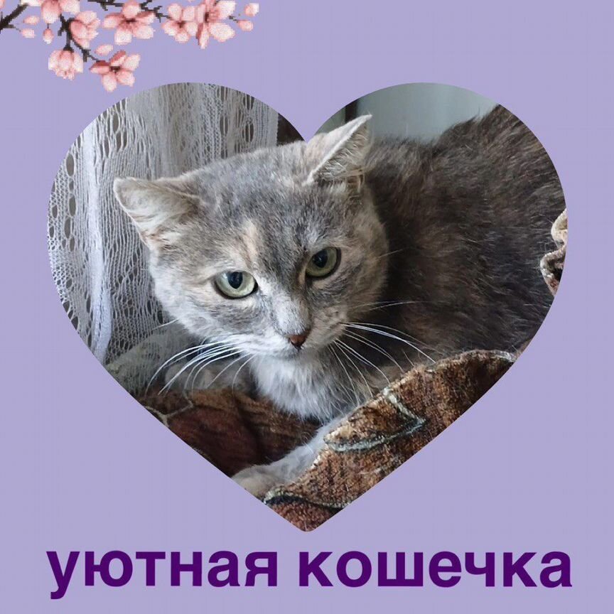 Уютная ласковая кошка
