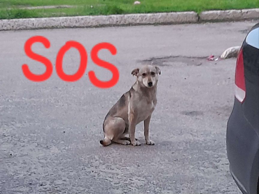 Собака Волчек