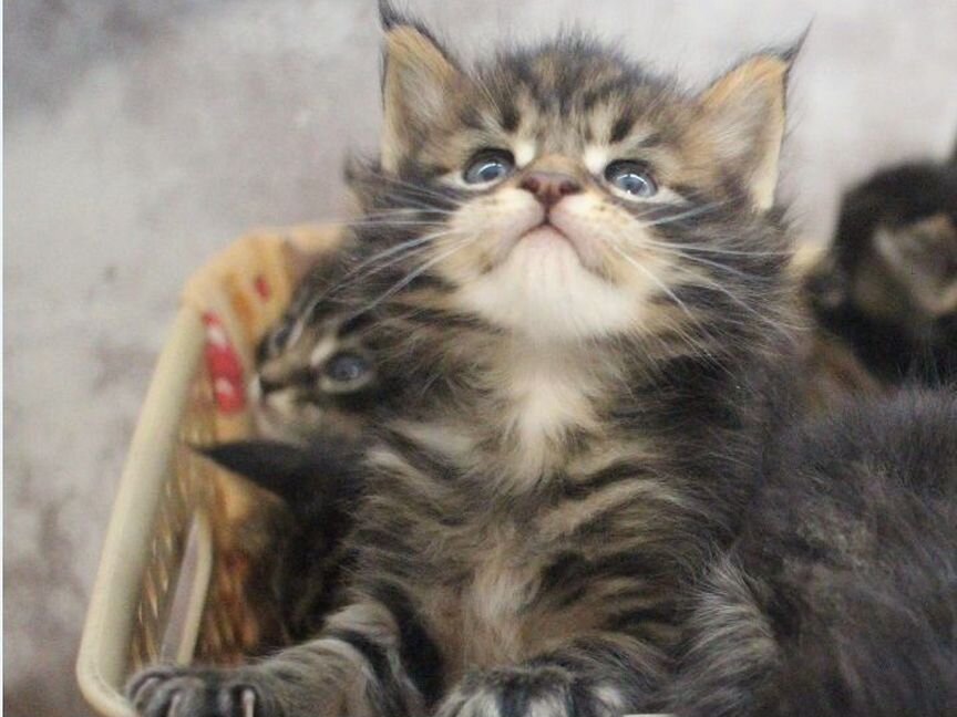 Котята мейн-кун