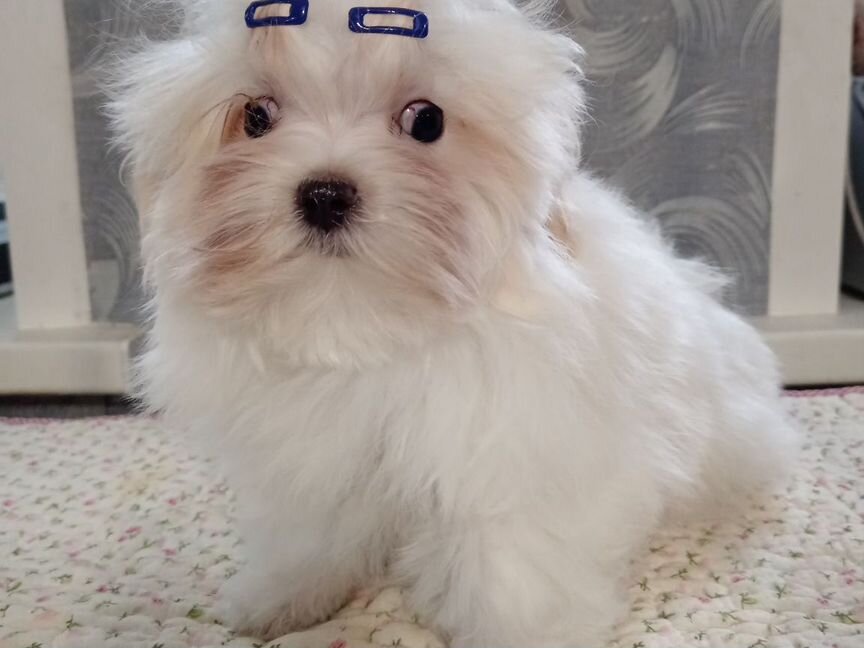 Любимый малыш