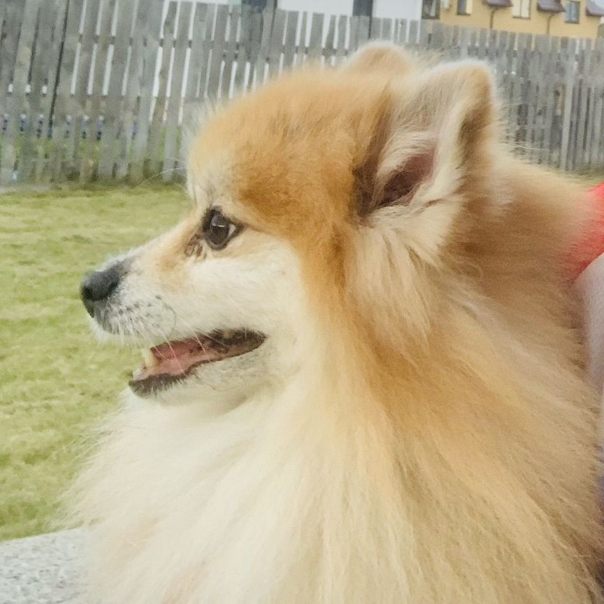 Отдам в добрые руки шпиц