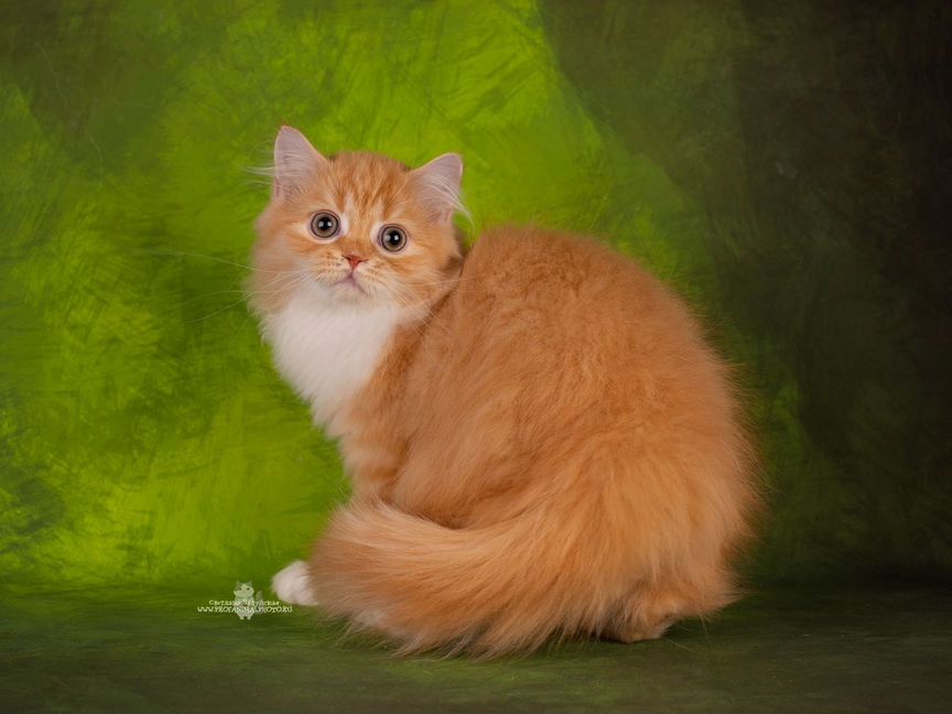 Шотландская кошка