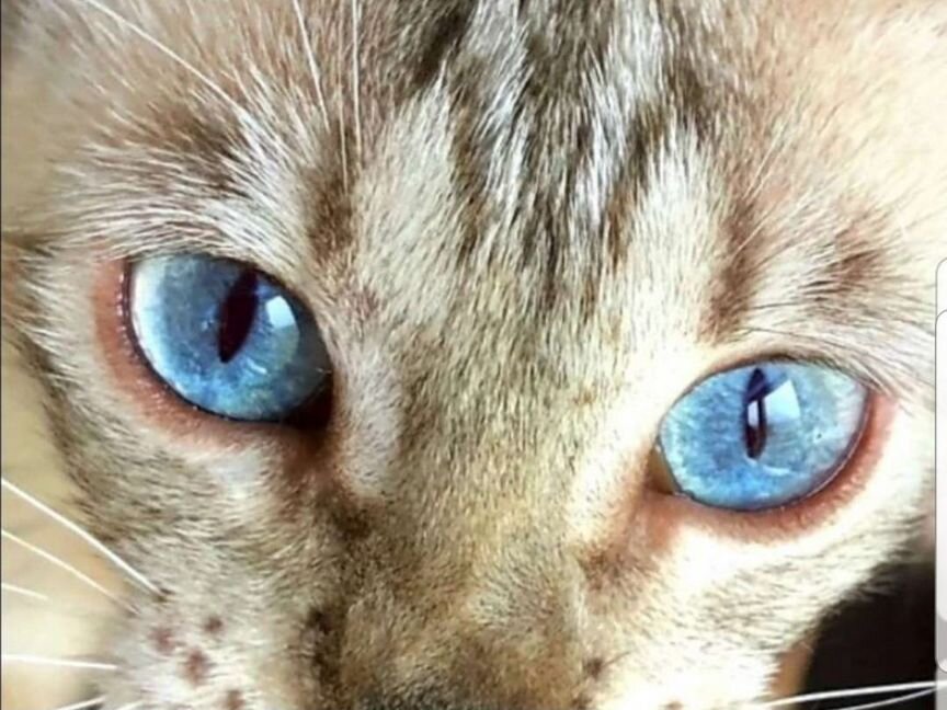 Бенгальская снежная девочка