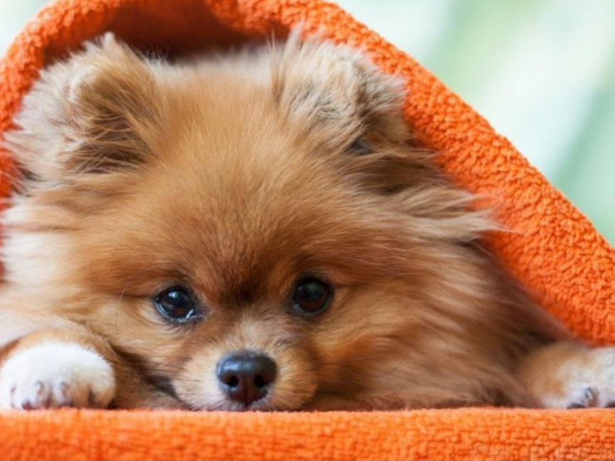 Малый шпиц мальчик