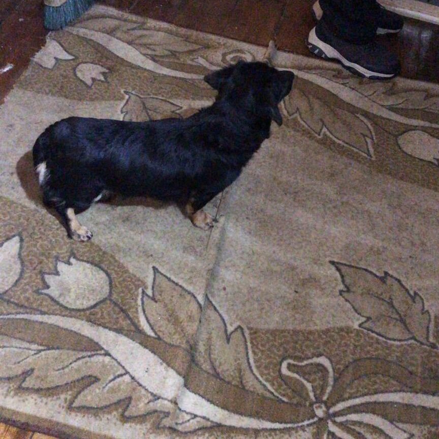 Маленькая собачка бесплатно