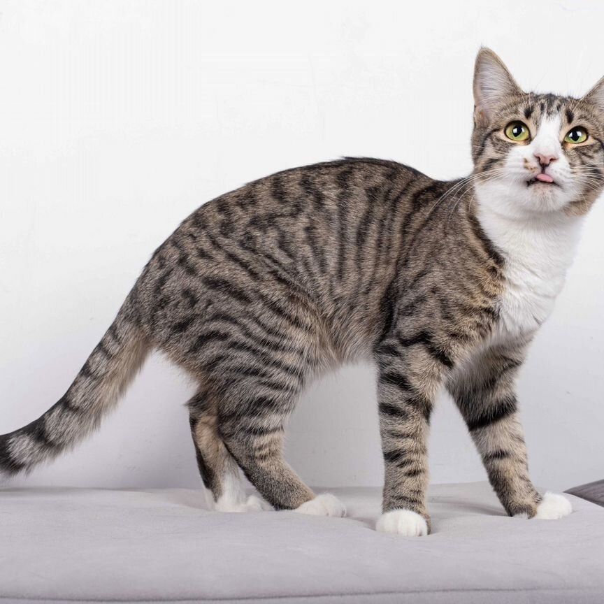 Кошка Поля в добрые руки бесплатно