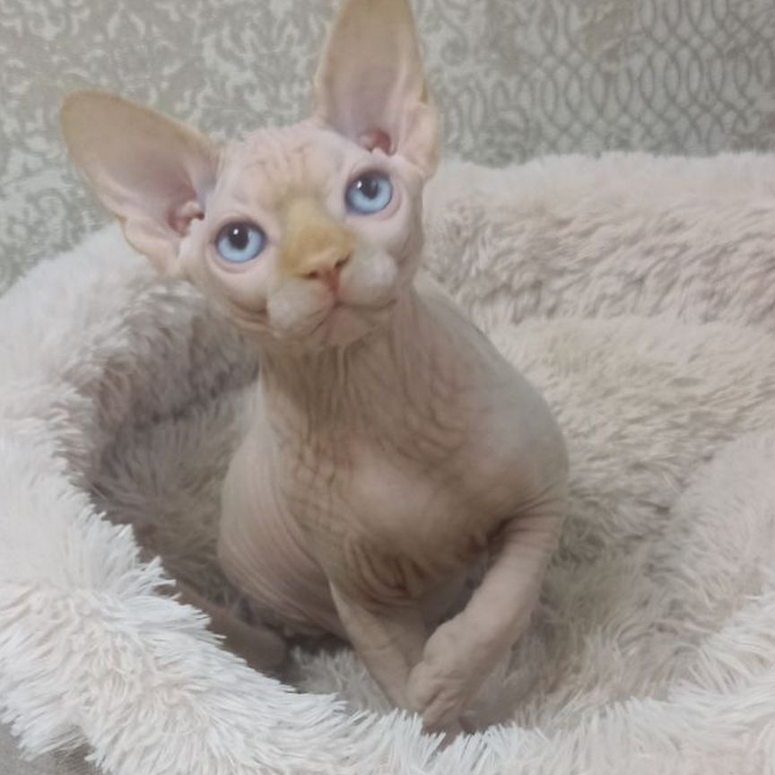 Канадский сфинкс котенок