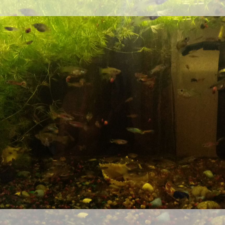 Аквариумные рыбки