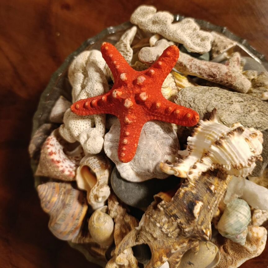 Камни, раковины, кораллы для аквариумов и декора
