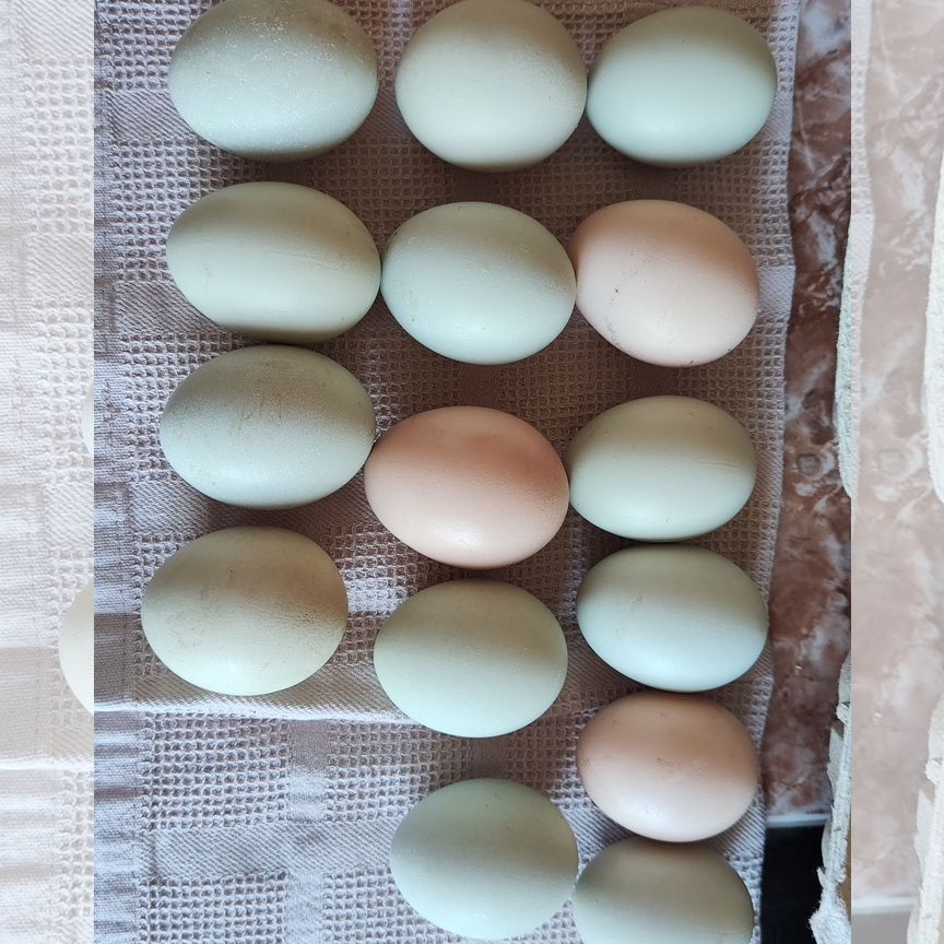 Яйцо куриное