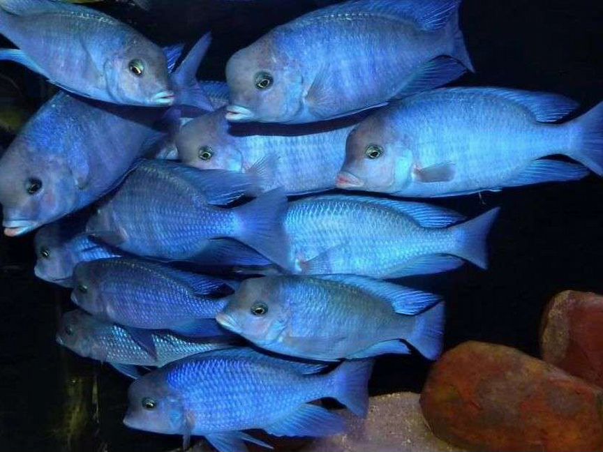 Дельфины, попугаи, сомы пангасиусы, белые лягушки