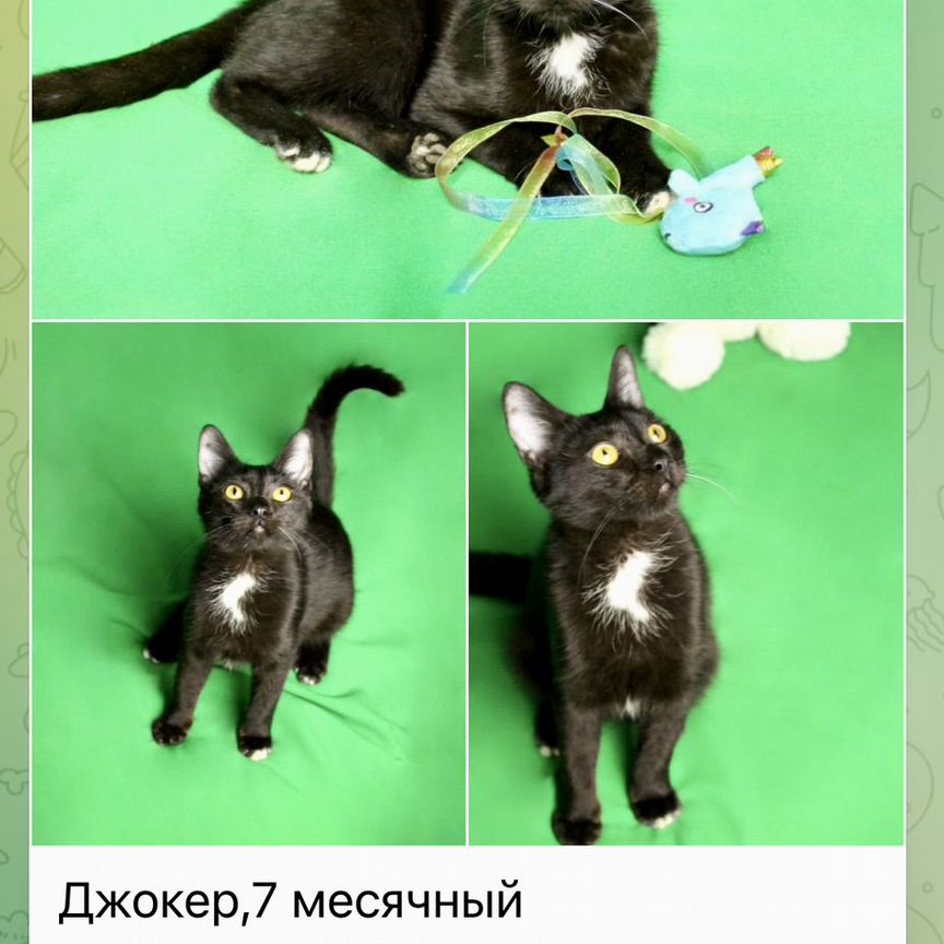 Котята в добрые руки мальчик