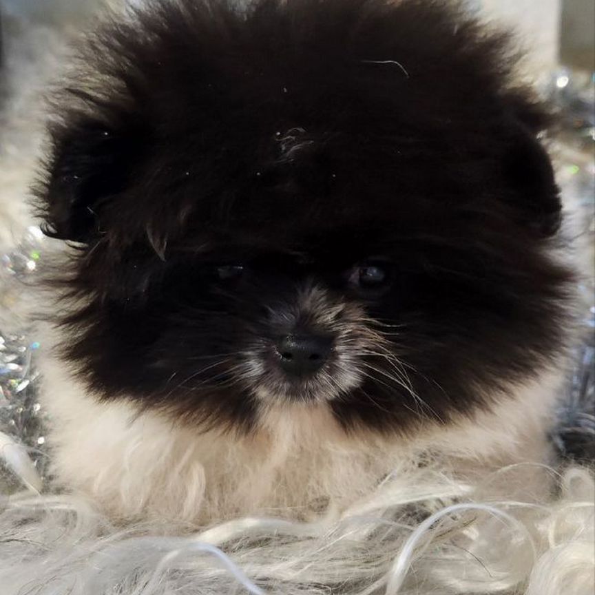 Красавица шпицуля