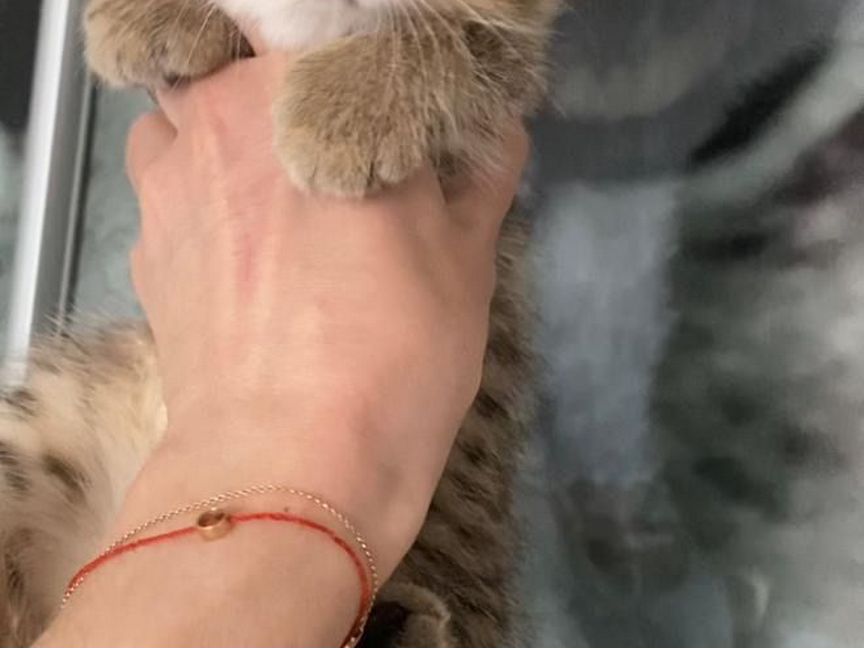 Шотландские котодетки