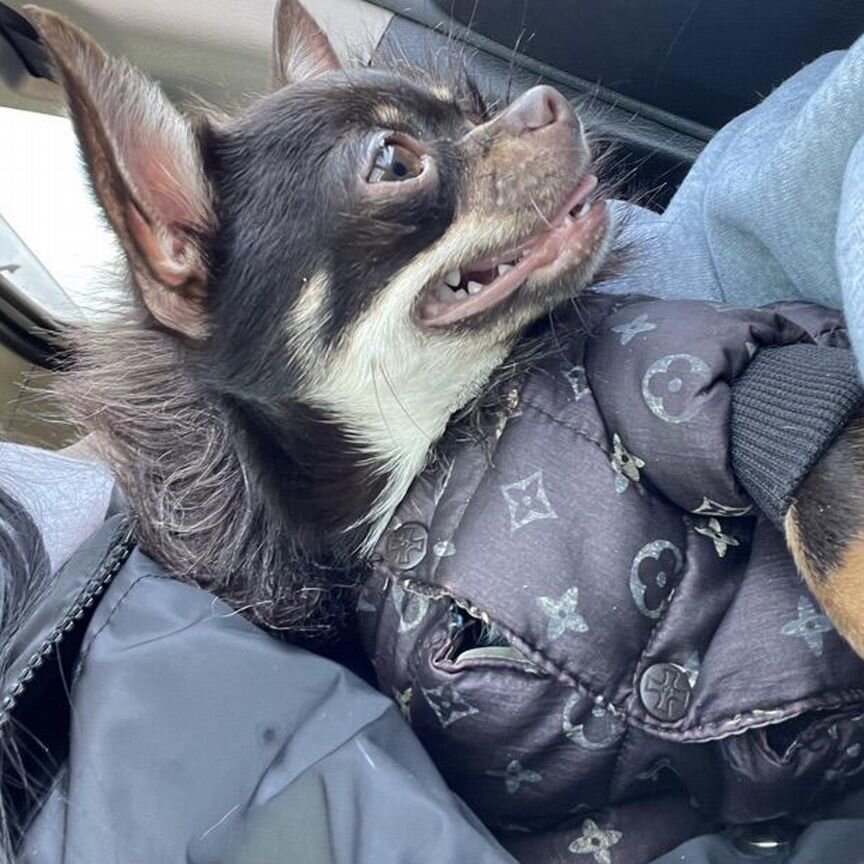 Вязка чихуахуа мини