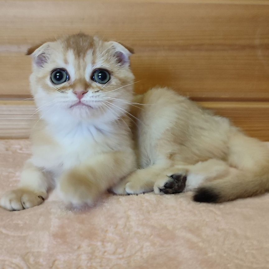 Золотая мадам