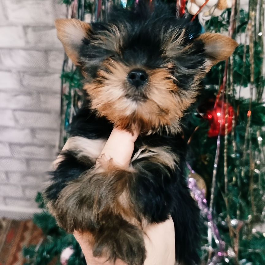 Йоркширский терьер, щенок