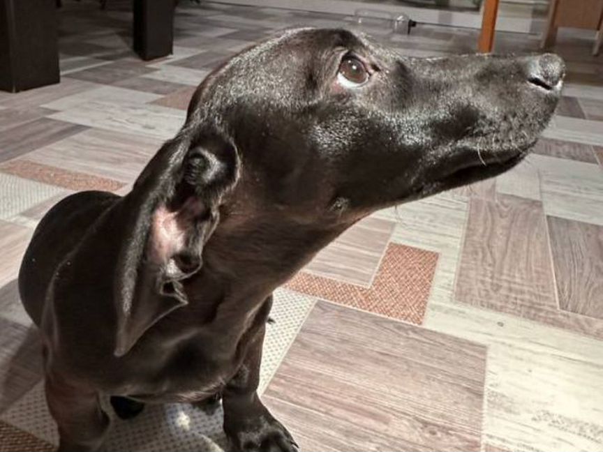 Кроличья такса