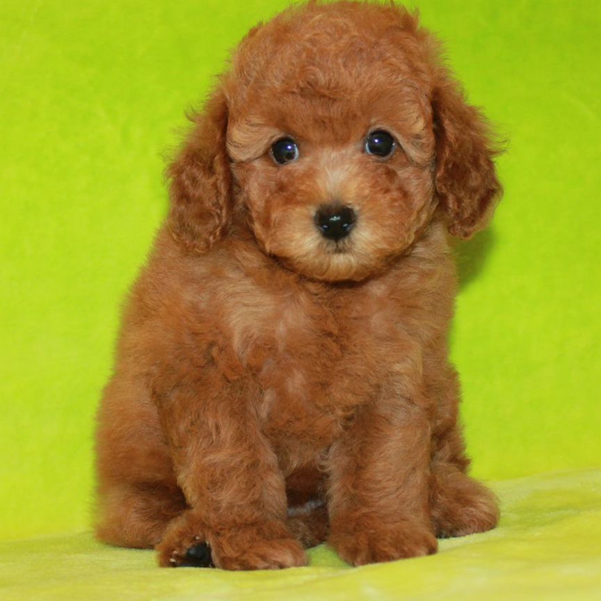 Той-пудель, щенок