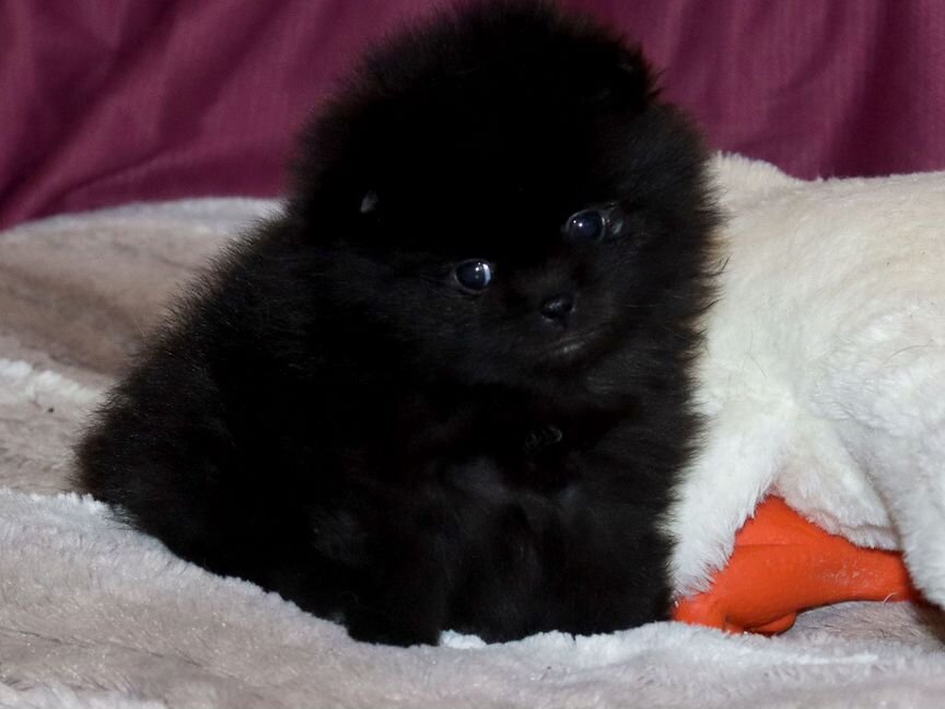 Чёрный принц.Шпиц 1,5 мес.с доставкой