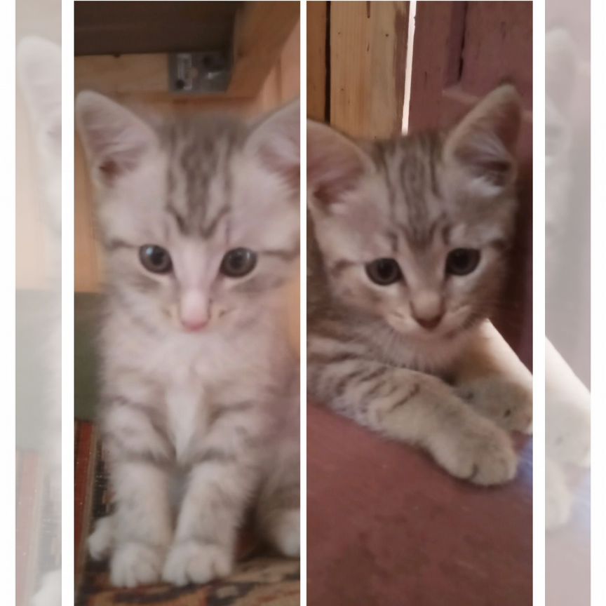 Британские котята