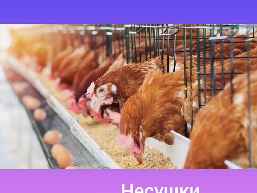 Курочки несушки