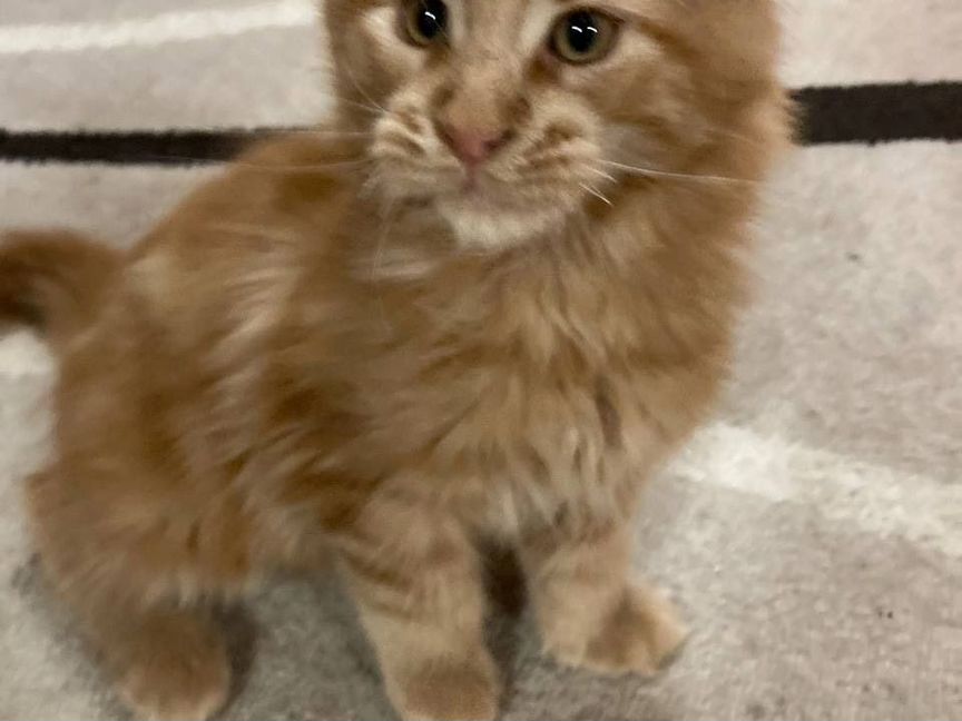 Котята мейн-кун