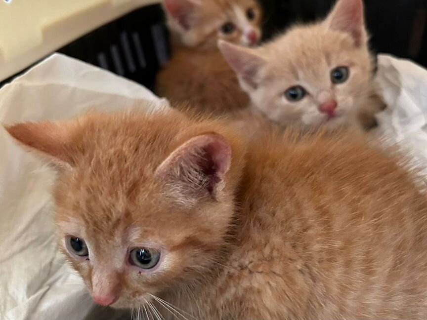Котята в добрые руки