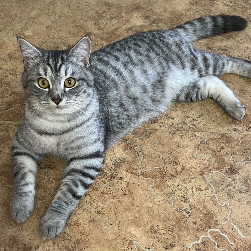 Шотландский прямоухий короткошёрстный кот, взрослый