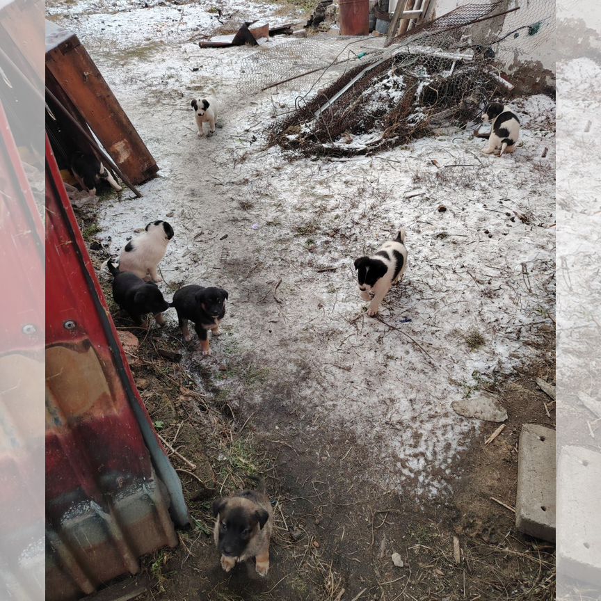 Щенок в добрые руки