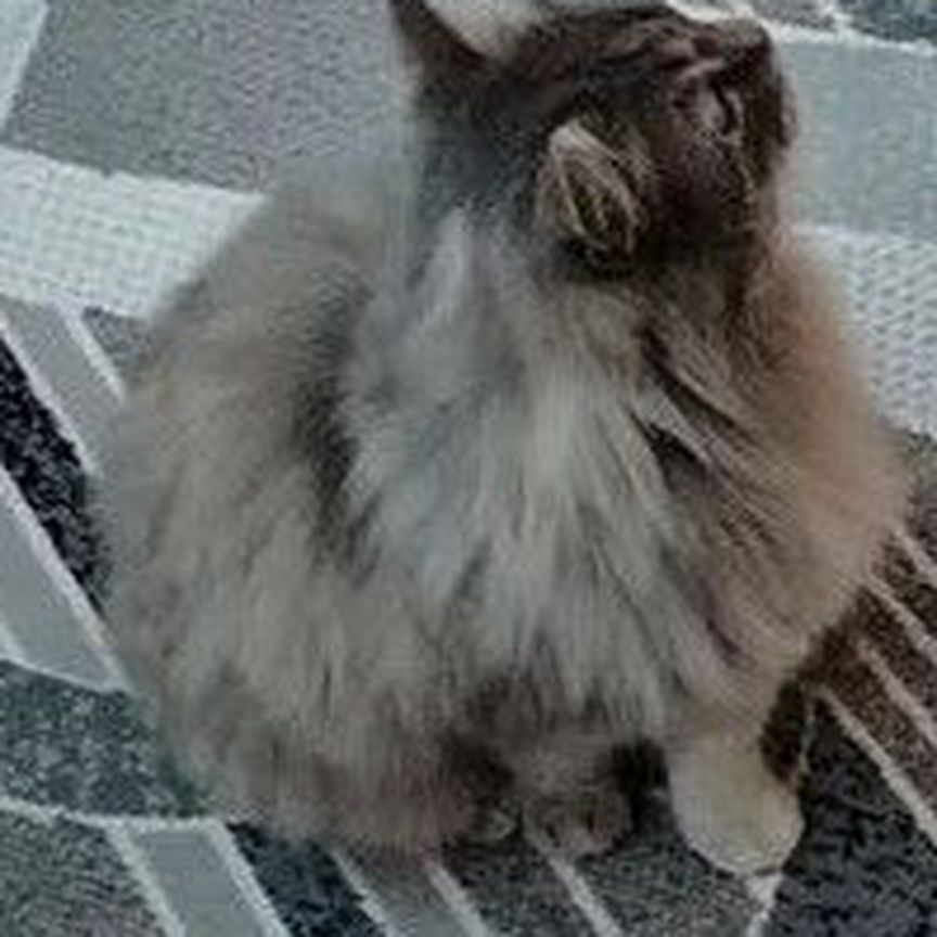 Взрослая кошка в добрые руки