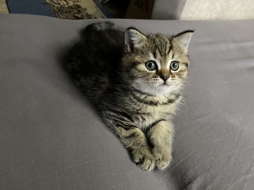 Продам Шотланского вислоухого котенка