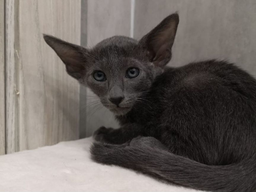 Ориентальные котята