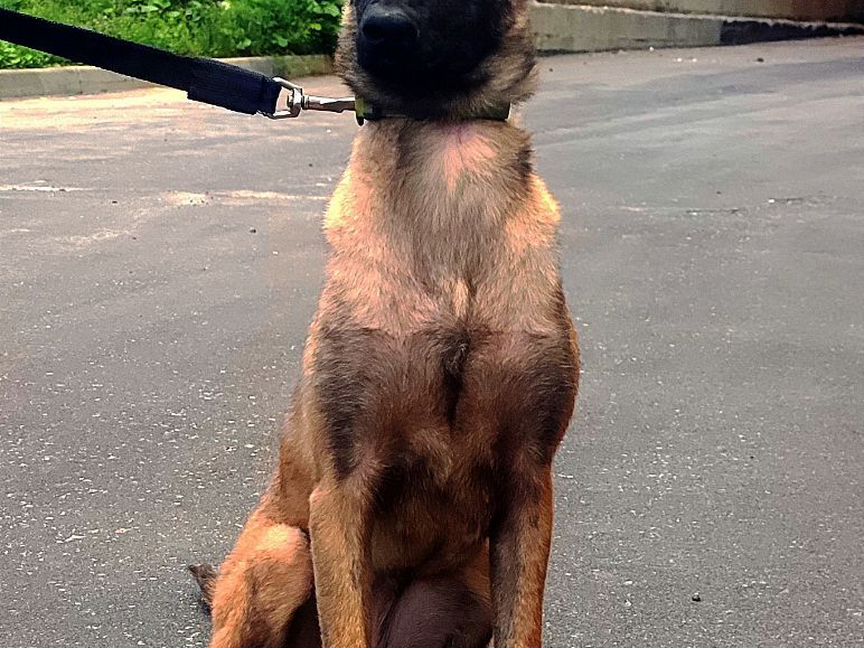 Бельгийская овчарка малинуа