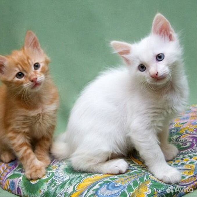 Котята 2 месяца Киа и Миа