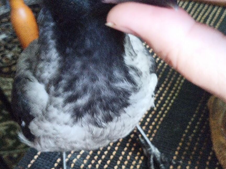 Отдав ручного вороненка в добрые руки