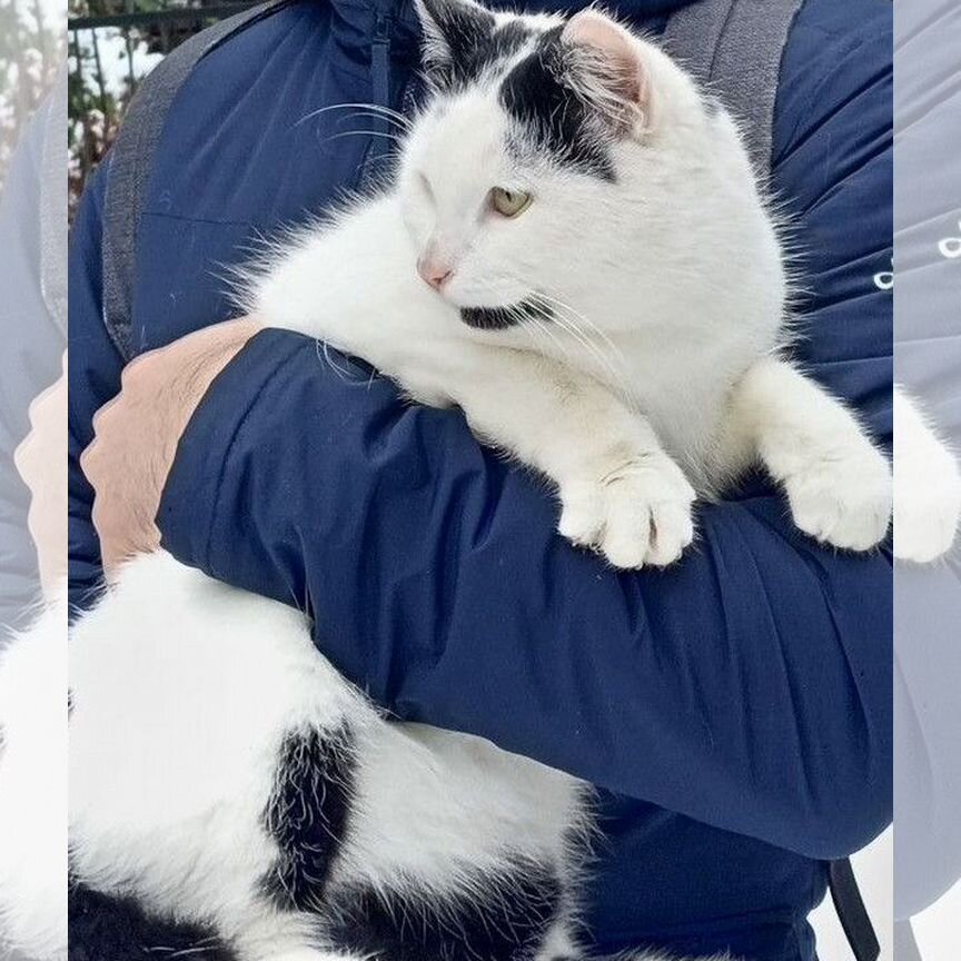 Взрослый кот в добрые руки