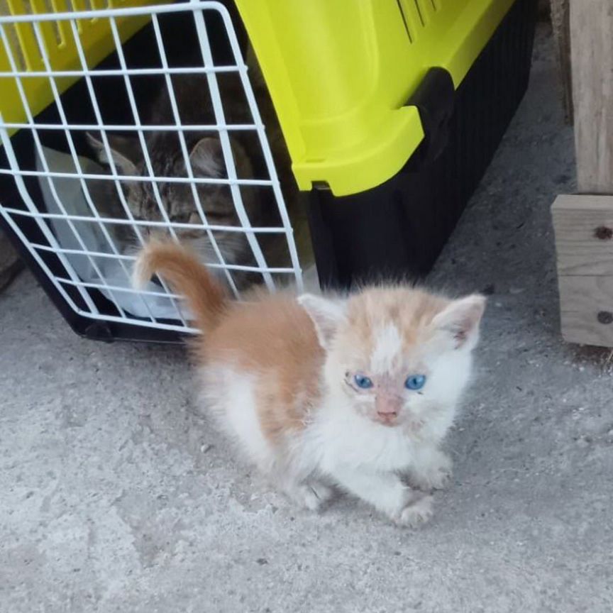 Котенок погибнет на даче