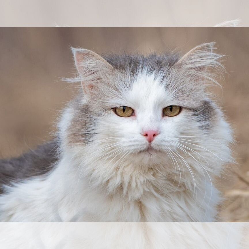 Кот в добрые руки бесплатно