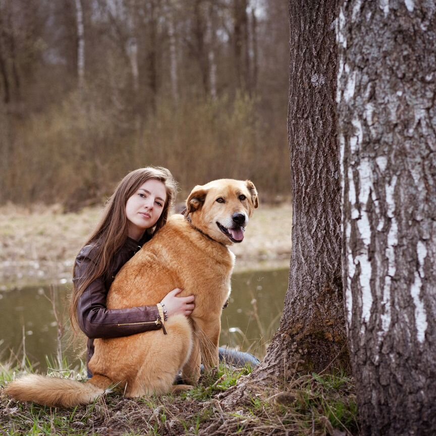 Невероятный пёс в поисках дома