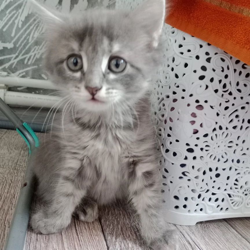 Кошка