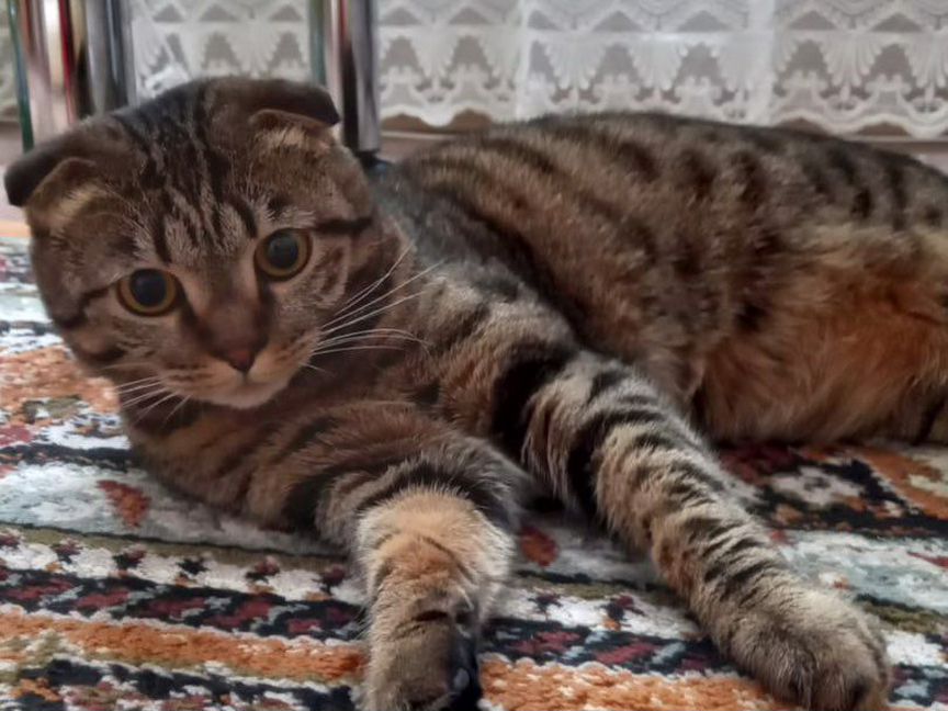 Кошка шотландка вислоухая