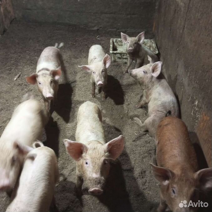 Поросята ландрас дюрок